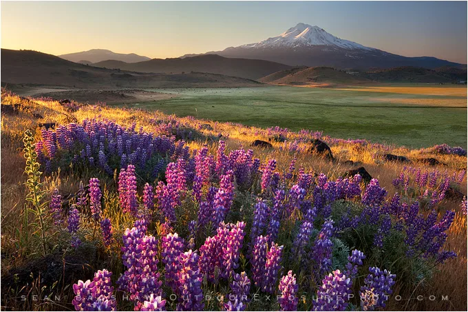 Search For Spring Stock Image, Mt. Shasta, California - Sean Bagshaw ...