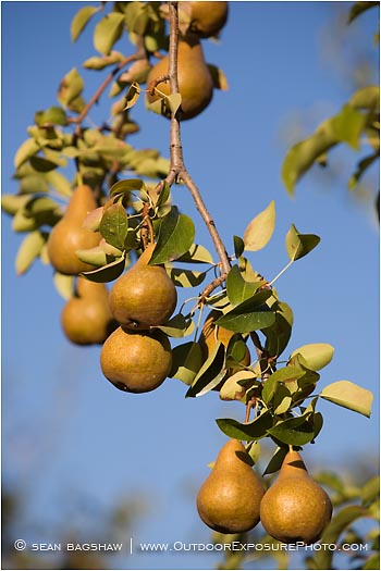 Pears 6 Stock Image, rogue valley, oregon - Sean Bagshaw Outdoor ...