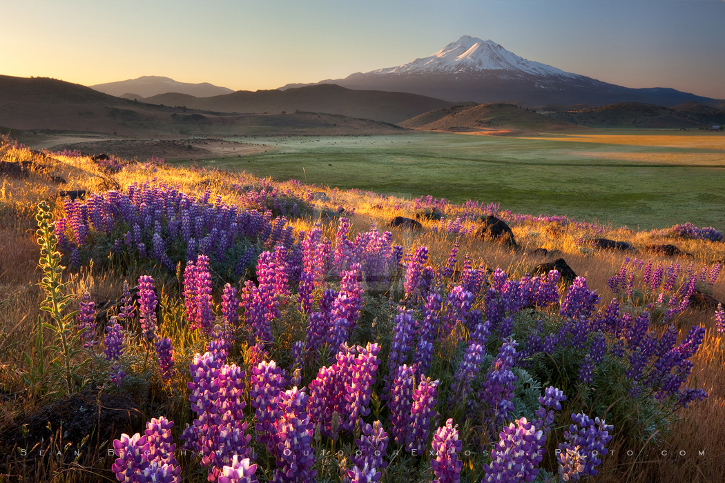 Search For Spring Print, Mt. Shasta, California - Sean Bagshaw Outdoor ...