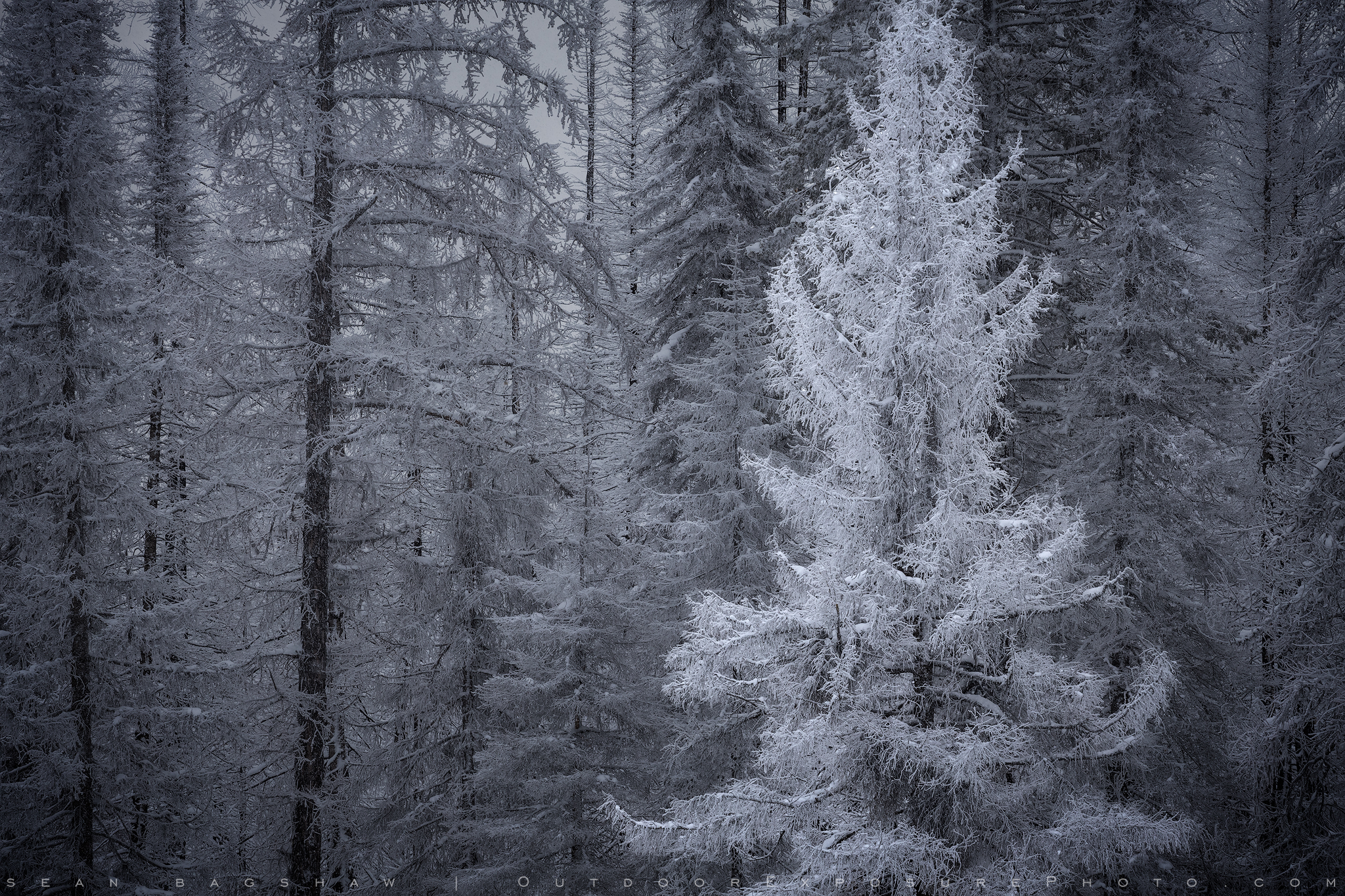 Frost Forest Stock Image, Washington - Sean Bagshaw Outdoor Exposure ...